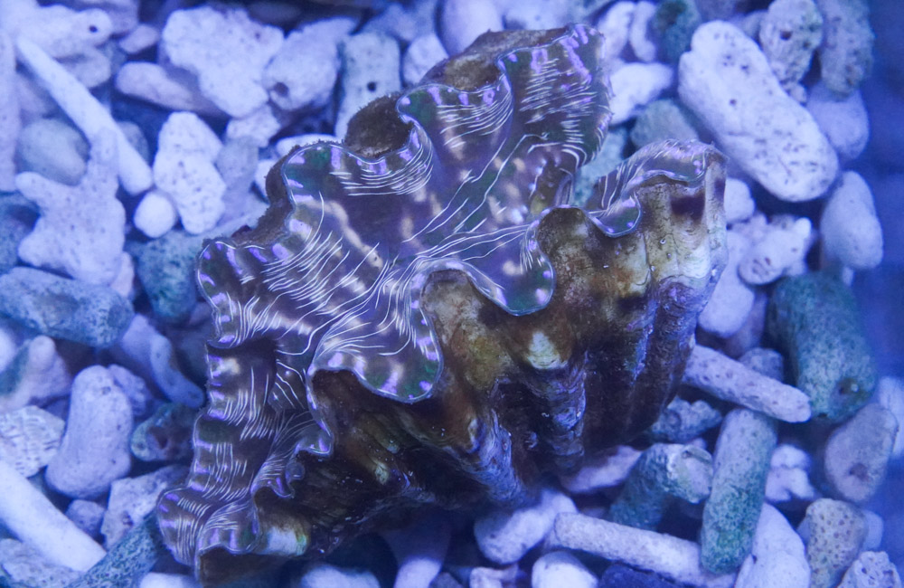 Hippopus Ultra