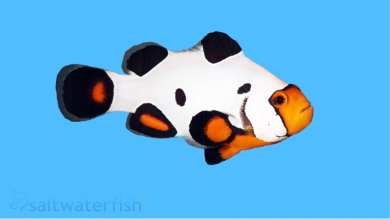 Frostbite Ocellaris - Captive Bred - Clownfish - Saltwater Fish
