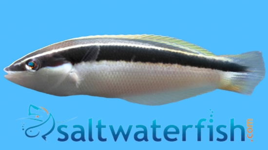 Picta Coris Wrasse - Wrasses Reef Safe - Saltwater Fish