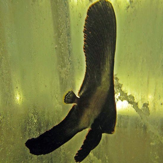 Pinnatus Batfish - #R156 - Eye It & Buy It