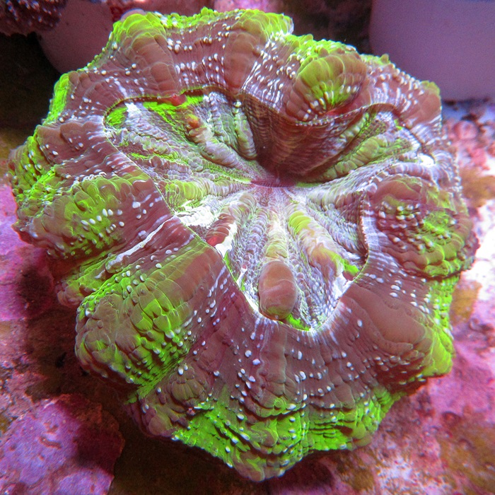 Doughnut Coral - Bright Green #A001 - Eye It & Buy It
