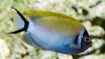 Masked Swallowtail Angelfish - Angelfish Large - Saltwater Fish