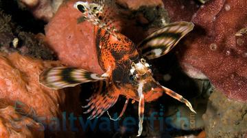 Fu Manchu Lionfish - Venomous - Lionfish - Saltwater Fish