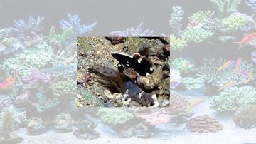 White Cap Goby & Shrimp: Pair - Gobies - Saltwater Fish