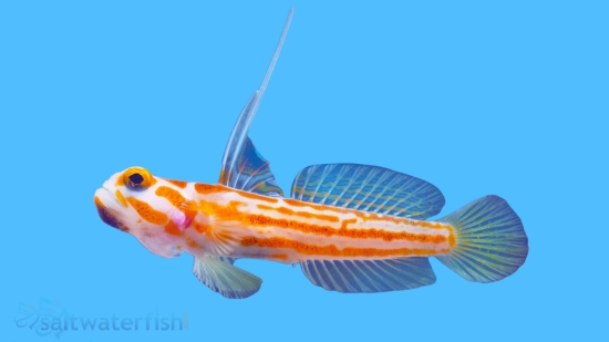 Yasha Shrimp Goby - Gobies - Saltwater Fish