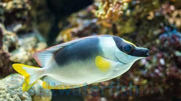 Fiji Bicolor Foxface - Rabbitfish - Saltwater Fish