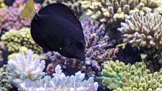 Gem Tang - Africa - Tangs - Saltwater Fish