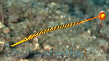 Many Banded Pipefish - Seahorses - Saltwater Fish