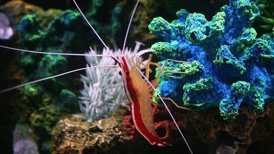 Cleaner Shrimp - Africa - Shrimp - Invertebrates