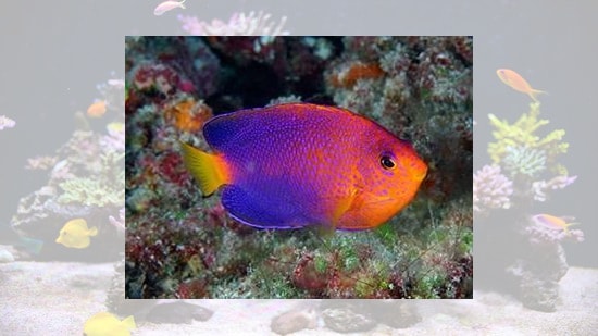 Interruptus Angel - Japan - Angelfish Dwarf - Saltwater Fish