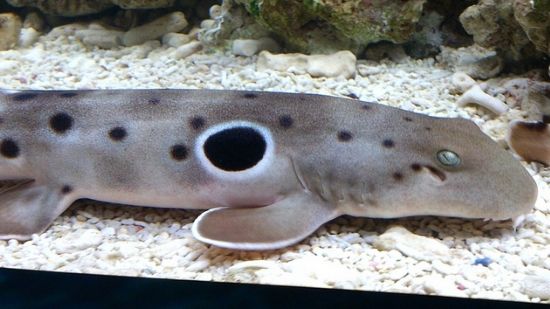 Epaulette Shark - Sharks Stingrays - Saltwater Fish