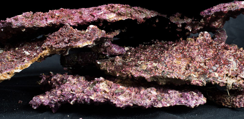 Real Reef Rock; Shelf - 60 lbs - Free Shipping - Live Rock Sand