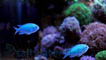 Green Chromis - South Pacific - Damsels - Saltwater Fish