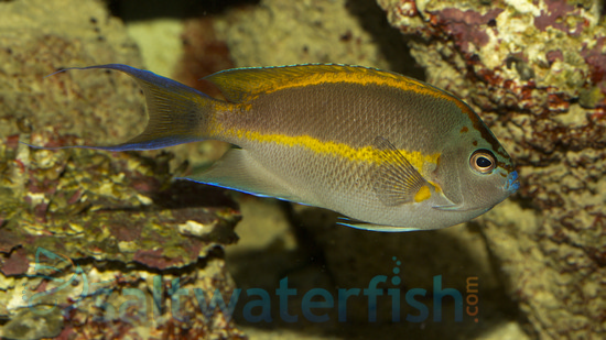 Bellus Angelfish - Angelfish Large - Saltwater Fish