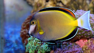 Tangs For Sale