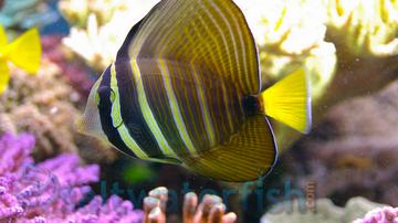 Yellow Mimic (Chocolate) Tang - Tangs - Saltwater Fish