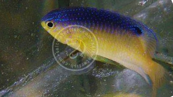 Beau Gregory Damsel - Damsels - Saltwater Fish