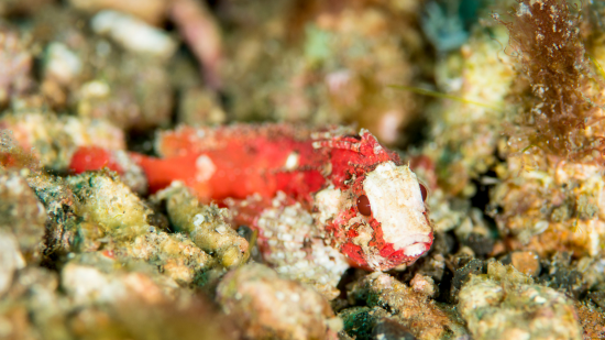 Pygmy Red Rooster Waspfish - Miscellaneous Unique Marine Life ...