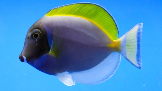 Hybrid Powder Blue X White Cheek Tang - Tangs - Saltwater Fish