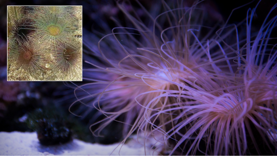 Tube Anemone: Colored - Anemones - Invertebrates