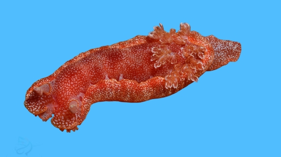 Spanish Dancer Nudibranch - Nudibranchs - Invertebrates