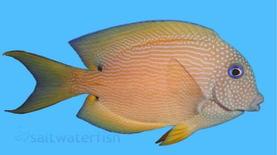 Blue Eyed Tang - Tangs - Saltwater Fish