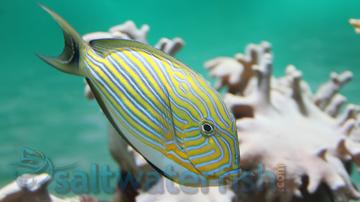Gold Rim Tang - Tangs - Saltwater Fish