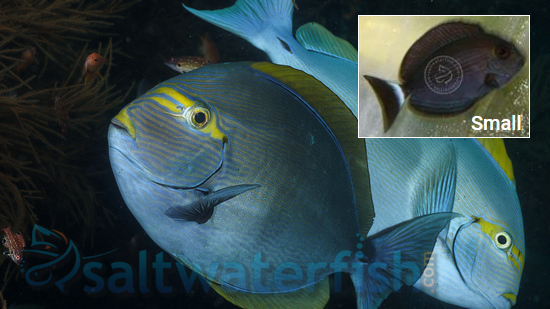 Mata Tang - Tangs - Saltwater Fish