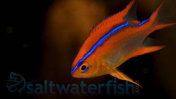 Cross's Damsel - Damsels - Saltwater Fish