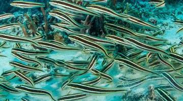 Engineer Goby - Gobies - Saltwater Fish