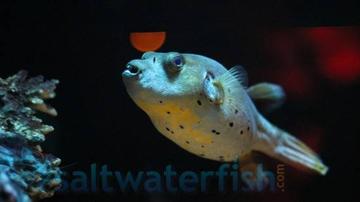 Puffers For Sale