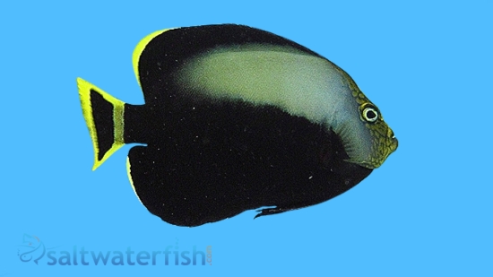 Grey Poma Angelfish - Angelfish Large - Saltwater Fish