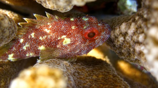 Yellow Spotted Dwarf Scorpionfish - Miscellaneous Unique Marine Life ...
