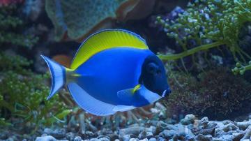 Yellow Mimic (Chocolate) Tang - Tangs - Saltwater Fish