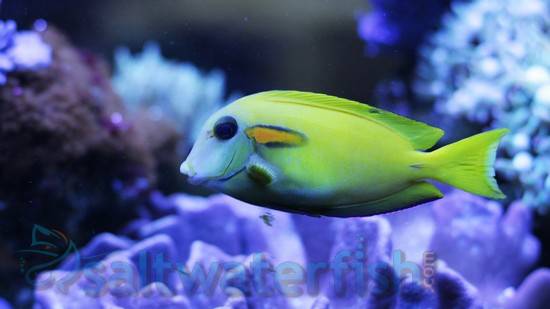 Orange Shoulder Tang: Juvenile - Tangs - Saltwater Fish