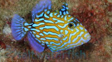 Blue Line Trigger - Triggers - Saltwater Fish