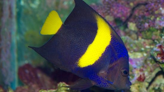 Asfur Angelfish - Red Sea - Angelfish Large - Saltwater Fish
