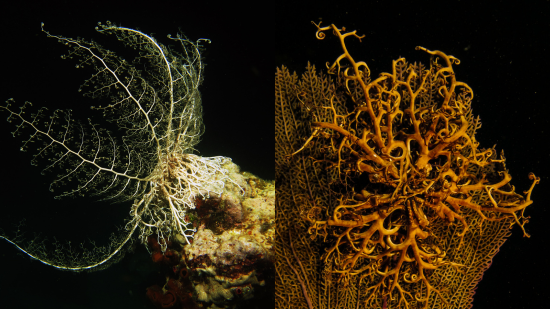 Basket Star - Starfish - Invertebrates
