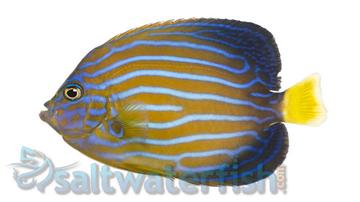 Blue Line Angelfish - Angelfish Large - Saltwater Fish