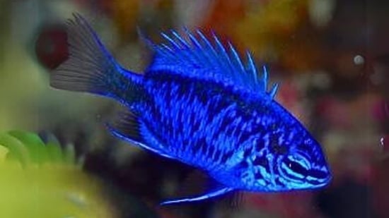 Springer Damsel - Damsels - Saltwater Fish