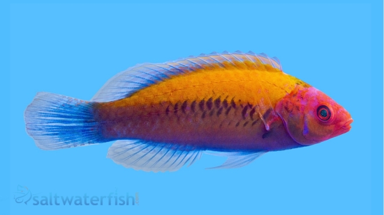 Orange Back Fairy Wrasse - Wrasses Reef Safe - Saltwater Fish