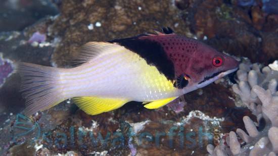 Eclipse Hogfish - Hogfish - Saltwater Fish