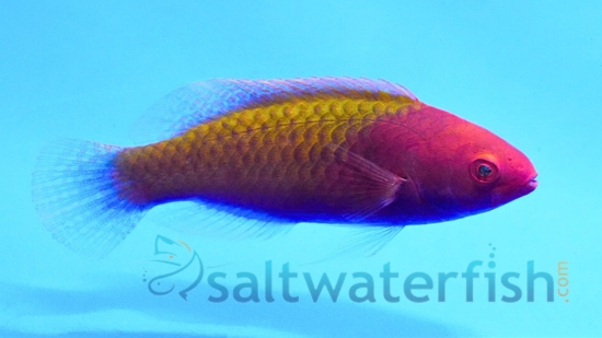 Ruby Head Fairy Wrasse - Wrasses Reef Safe - Saltwater Fish