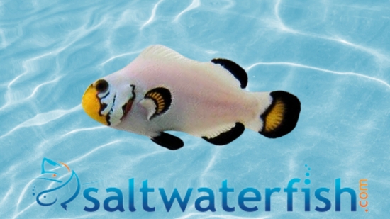 Flurry Snowflake Clownfish - Captive Bred - Clownfish - Saltwater Fish