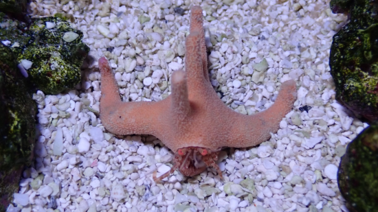 Antler Staghorn Hermit - Crabs - Invertebrates