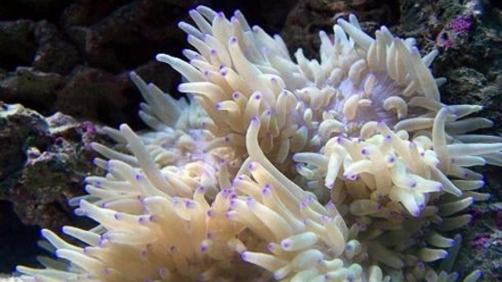 Sebae Anemone - Anemones - Invertebrates