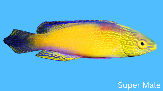 Rhomboid Golden Fairy Wrasse - Wrasses Reef Safe - Saltwater Fish
