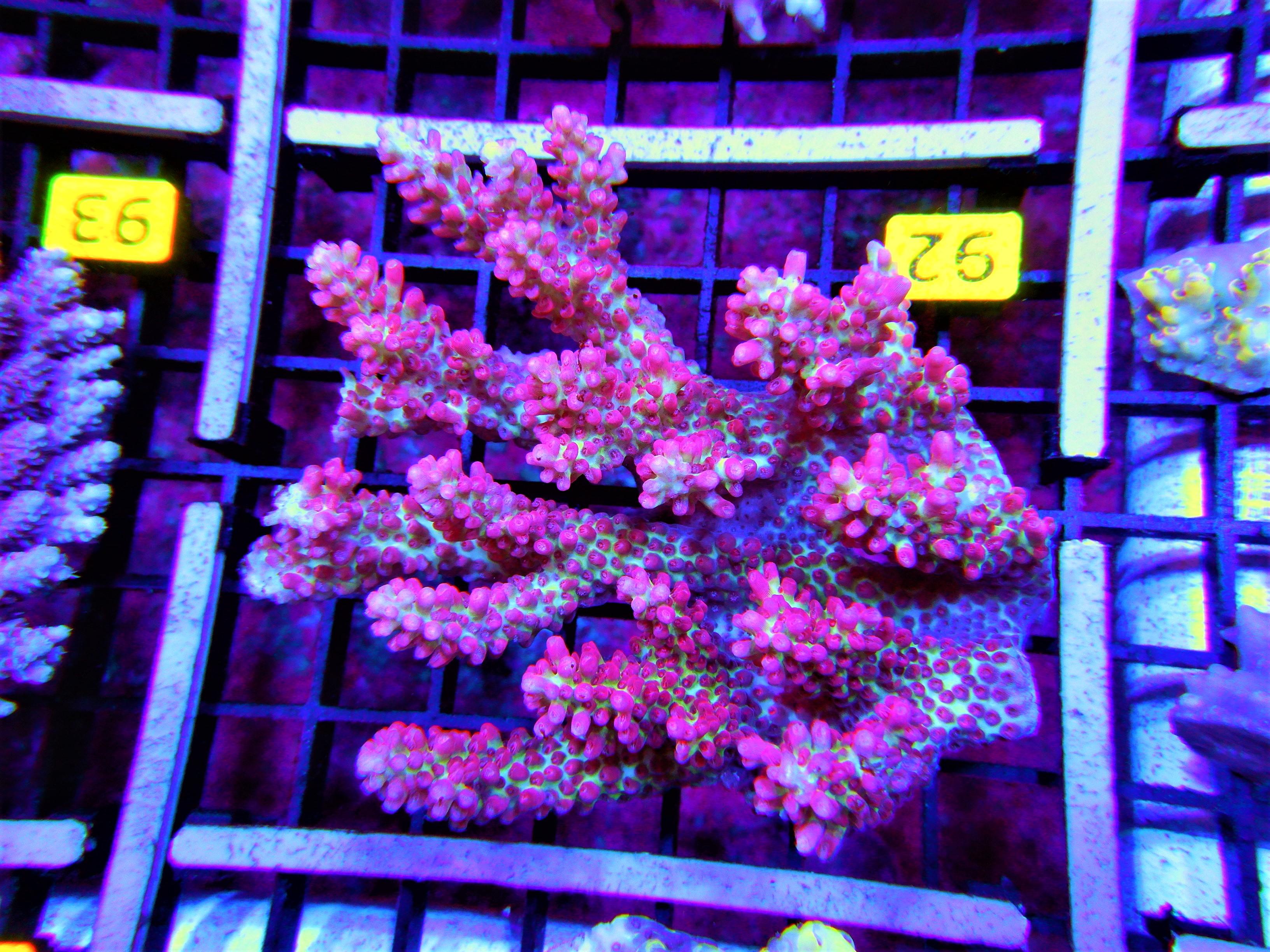 D92 - ACRO AUSSIE ULTRA