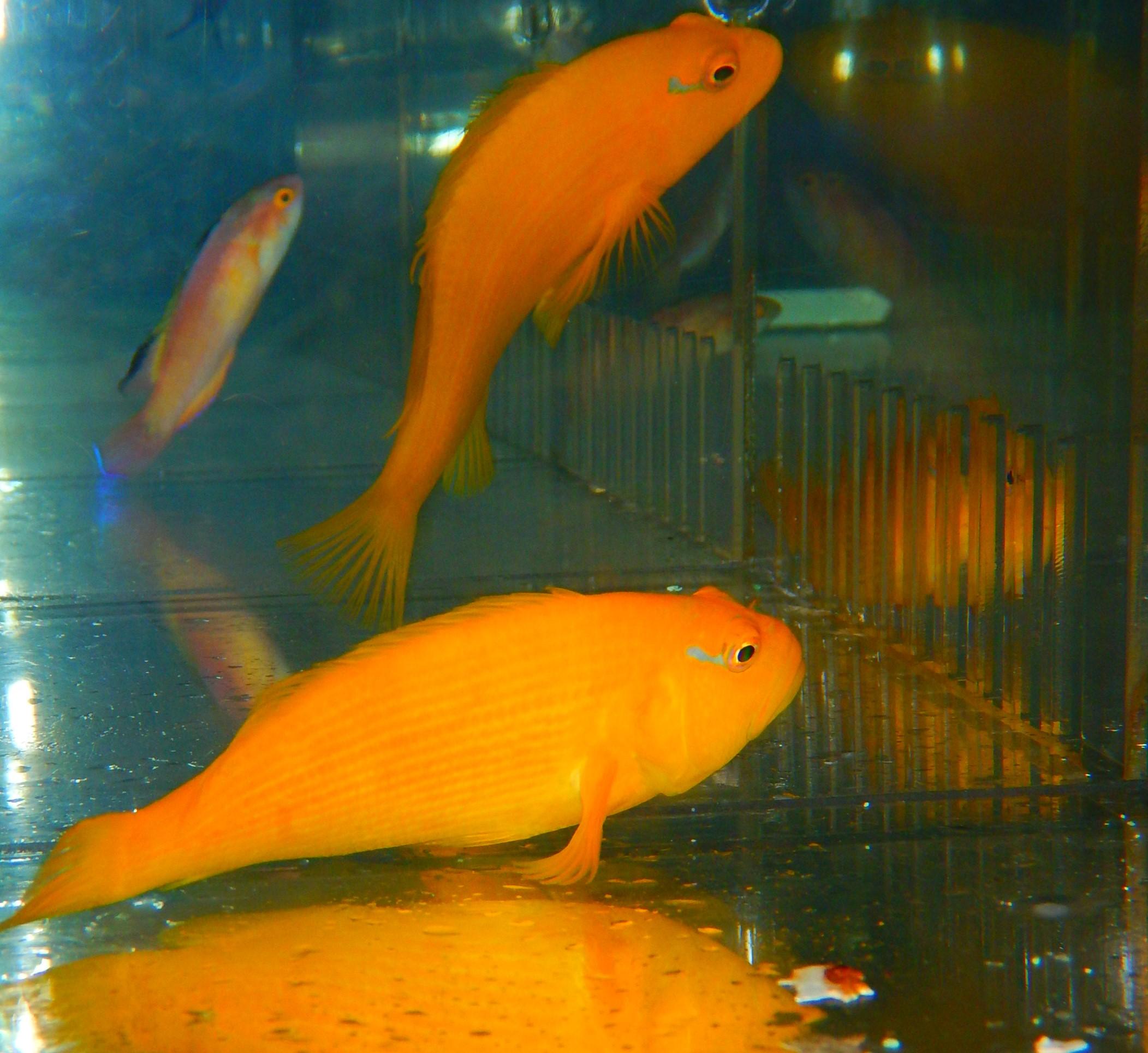 GOLDEN HAWK TAHITI 2 TO 3 INCH - Saltwater Fish