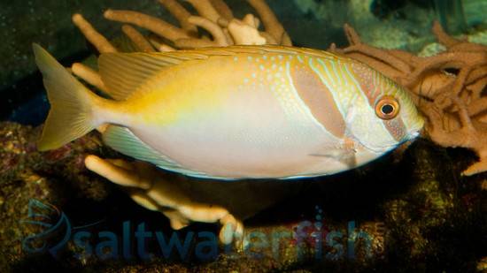 Virgate Rabbitfish - Rabbitfish - Saltwater Fish